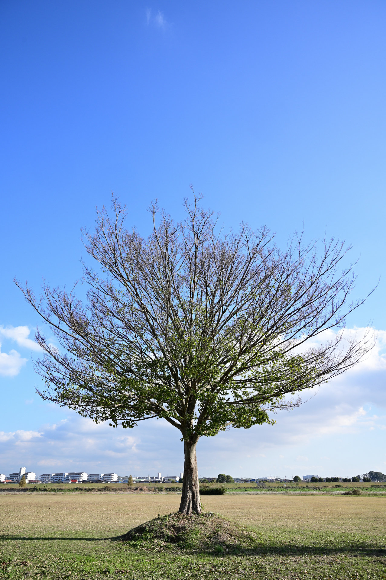 秋の加古川河川敷: junk box