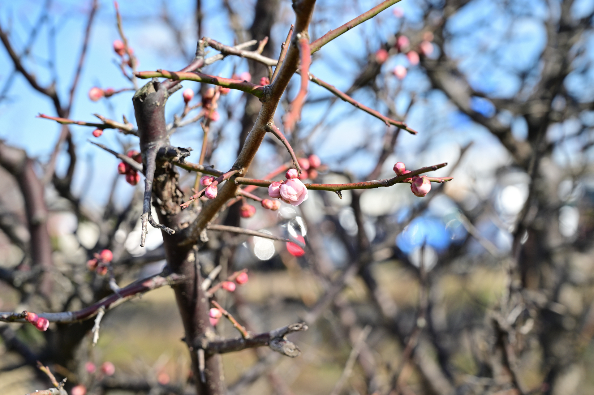 気が付いたら咲いてた、梅と冬桜: junk box