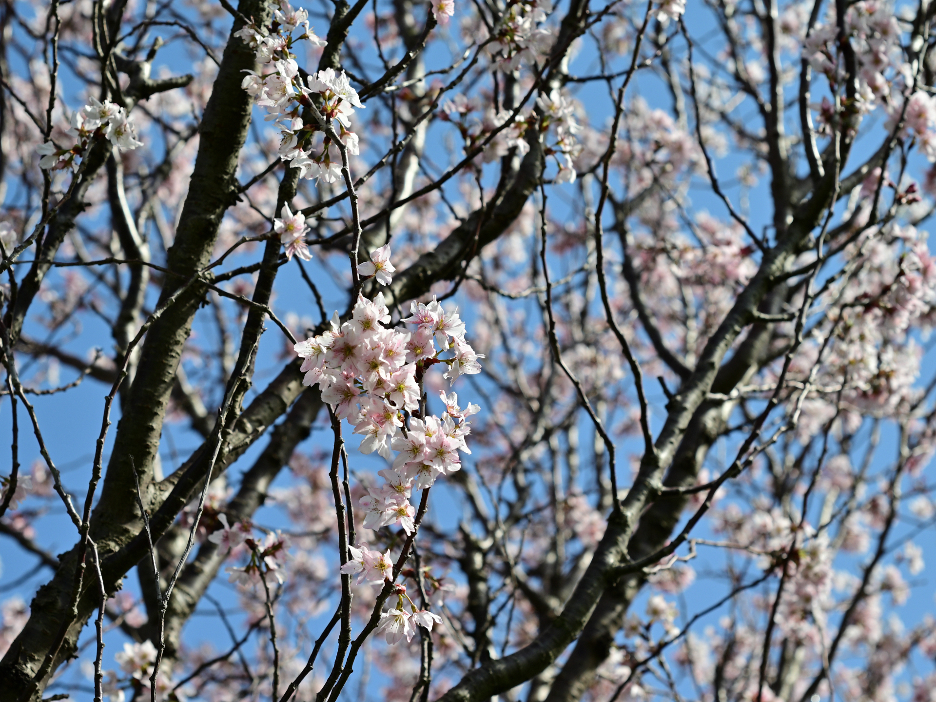 2024年の桜: junk box