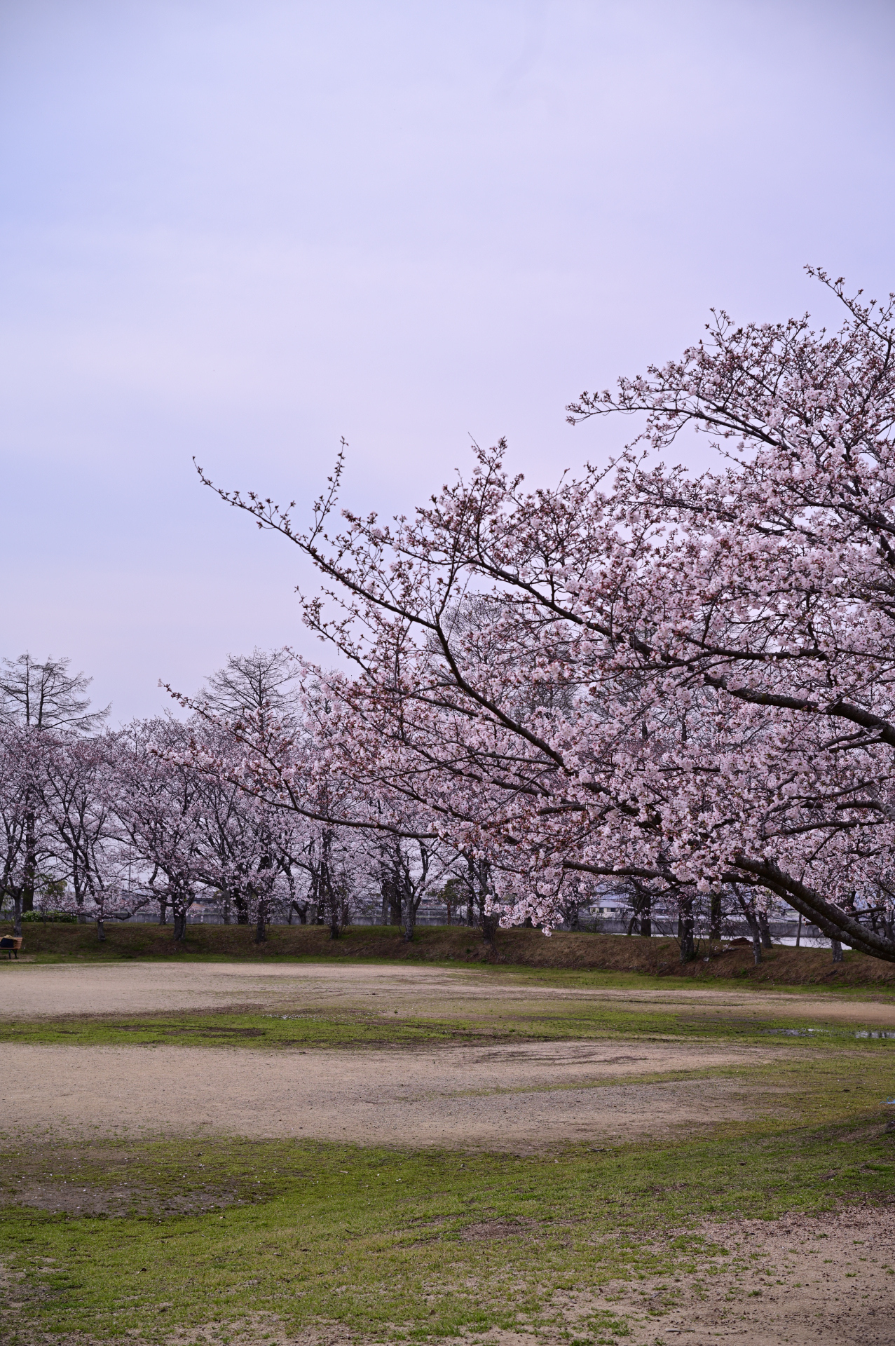 2024年の桜(2) だいたい満開: junk box