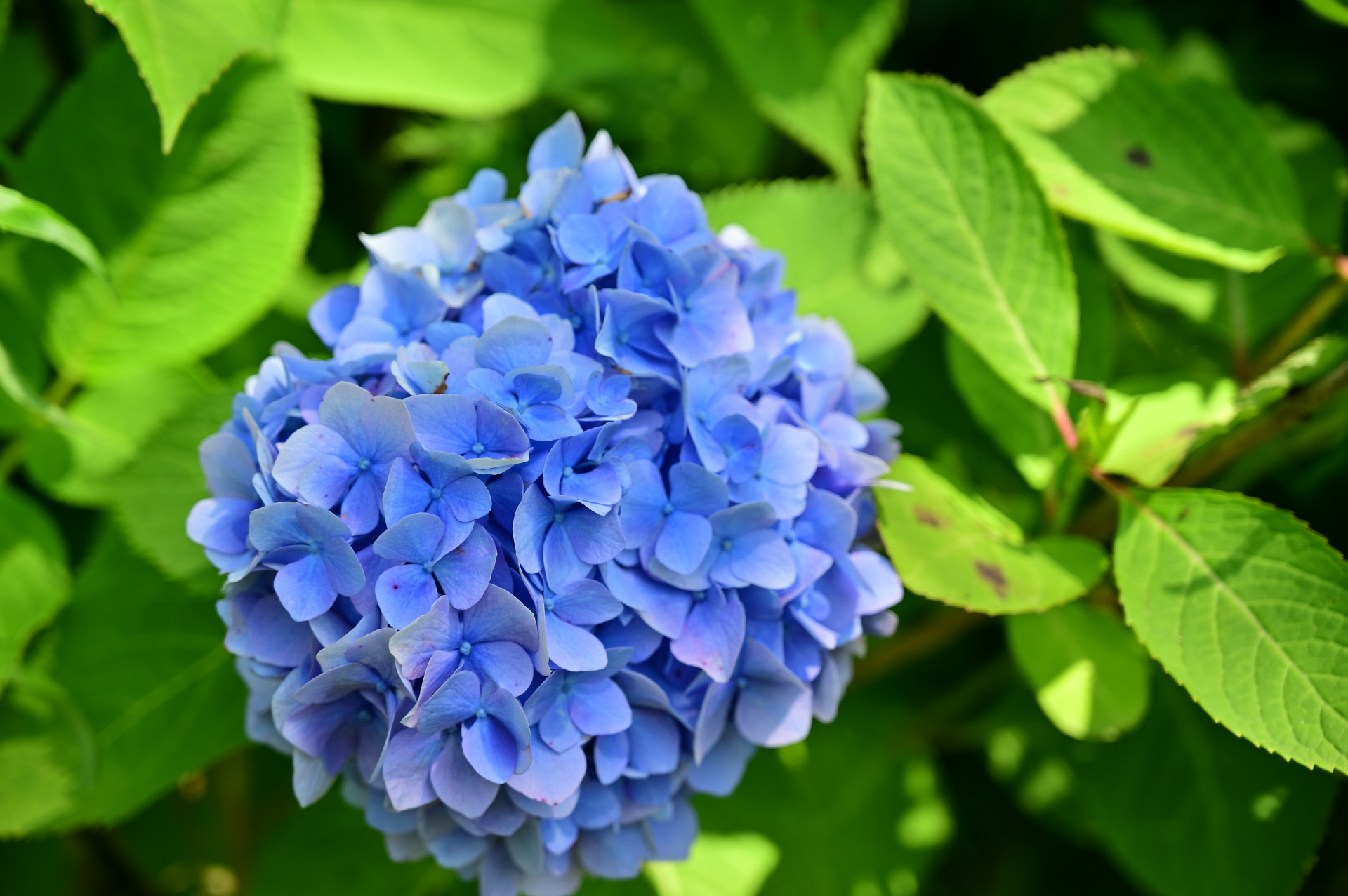 加古川の西側さんぽ(梅雨前のピーカン): junk box